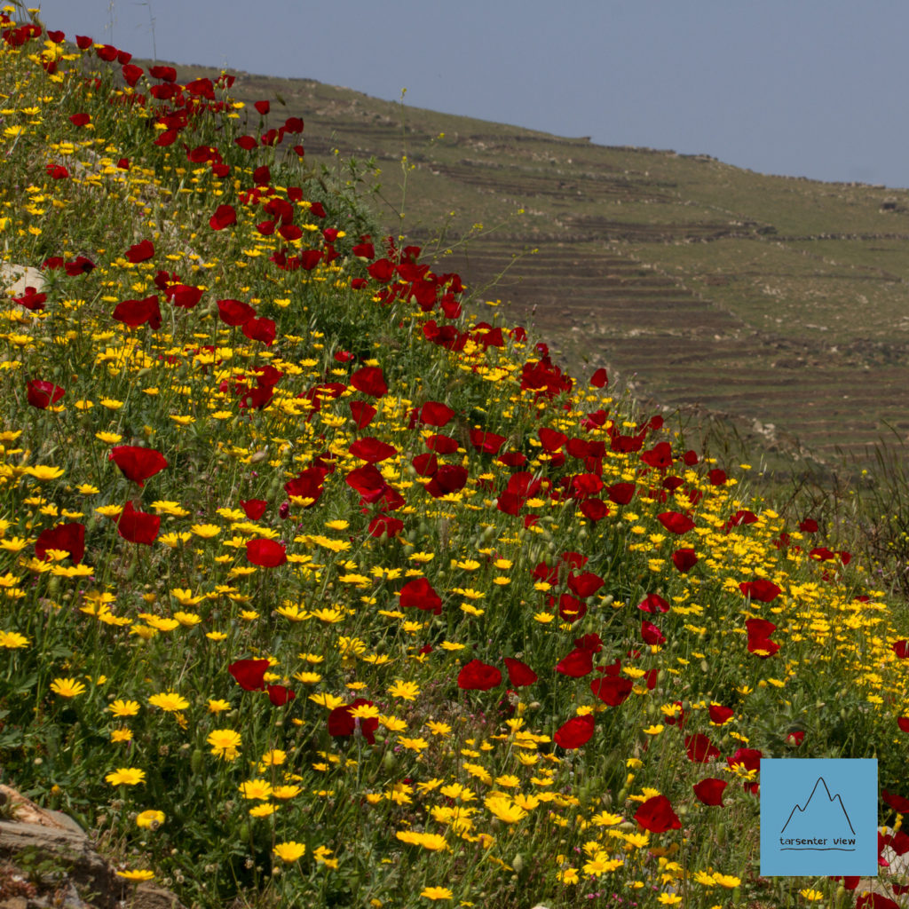 Spring Flowers on Andros, Cyclades - Andros Greek Islands Flora