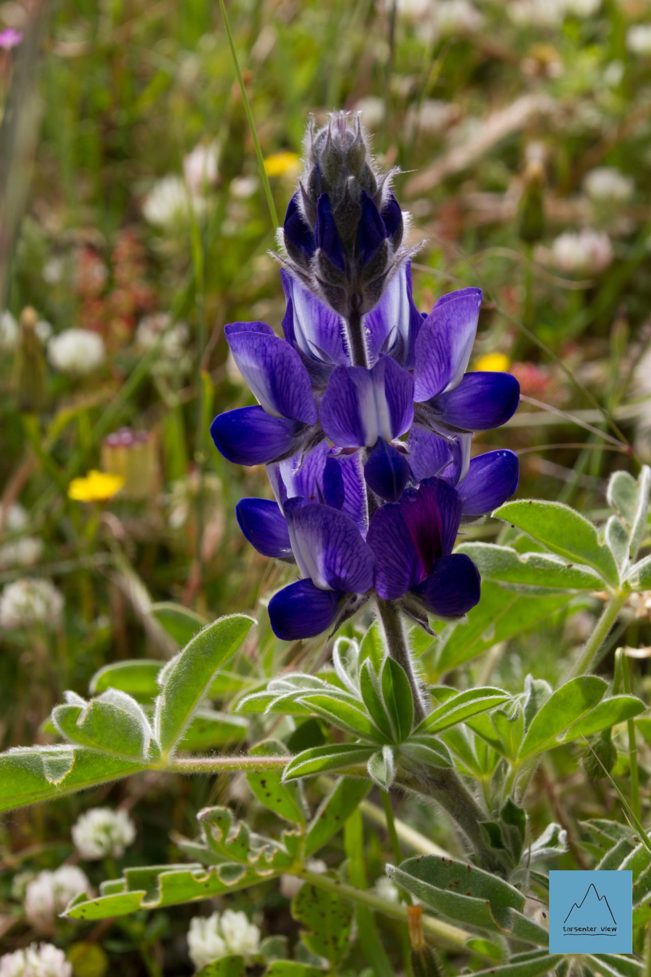 Spring Flowers on Andros, Cyclades - Andros Greek Islands Flora