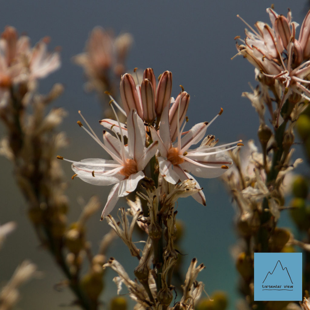 Spring Flowers on Andros, Cyclades - Andros Greek Islands Flora