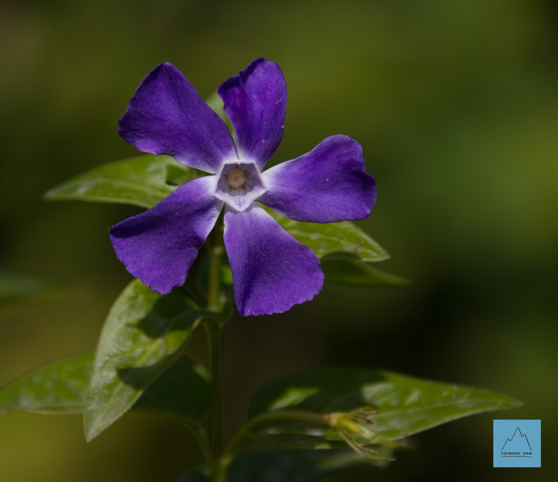 Spring Flowers on Andros, Cyclades - Andros Greek Islands Flora