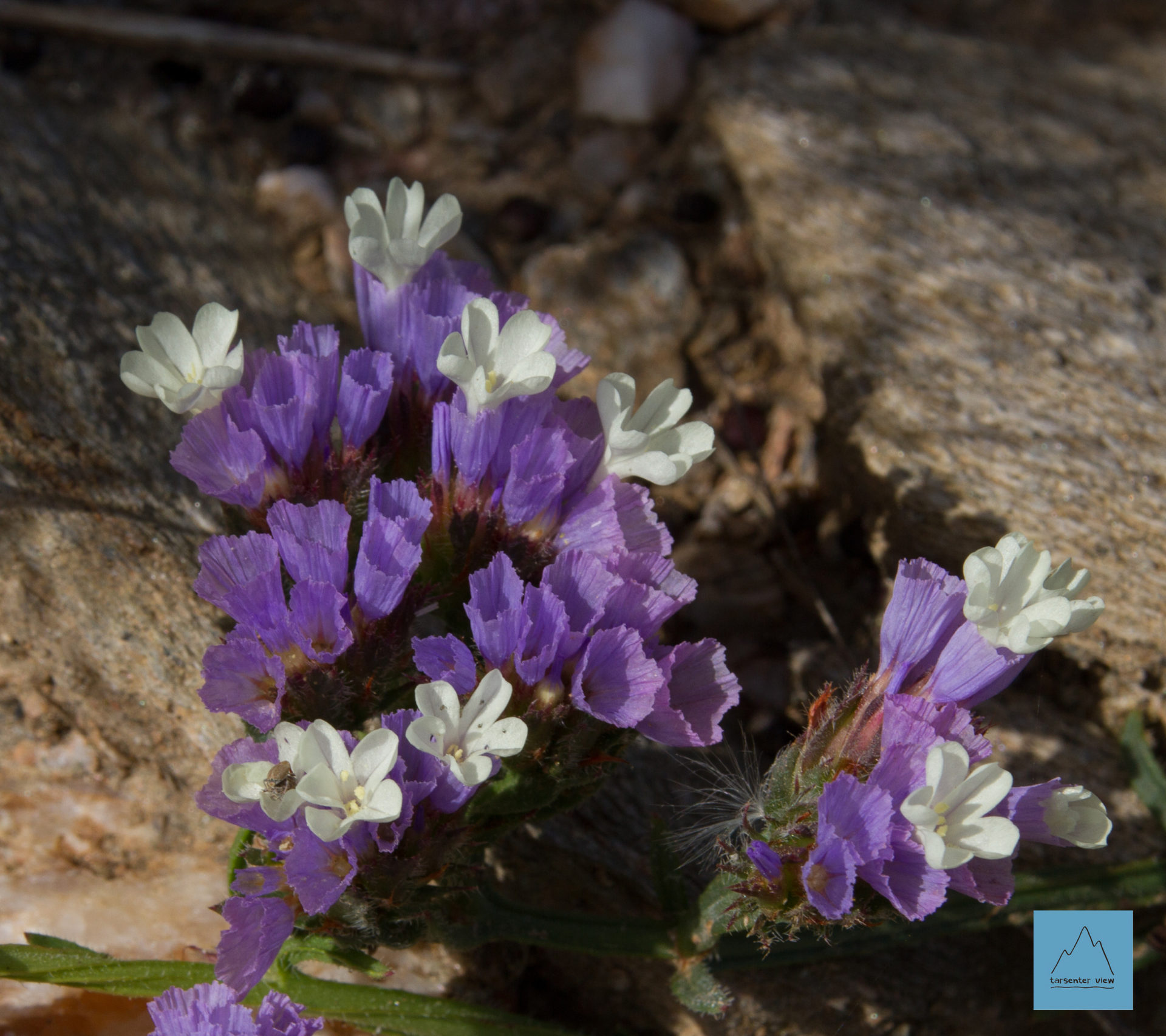 Spring Flowers on Andros, Cyclades - Andros Greek Islands Flora