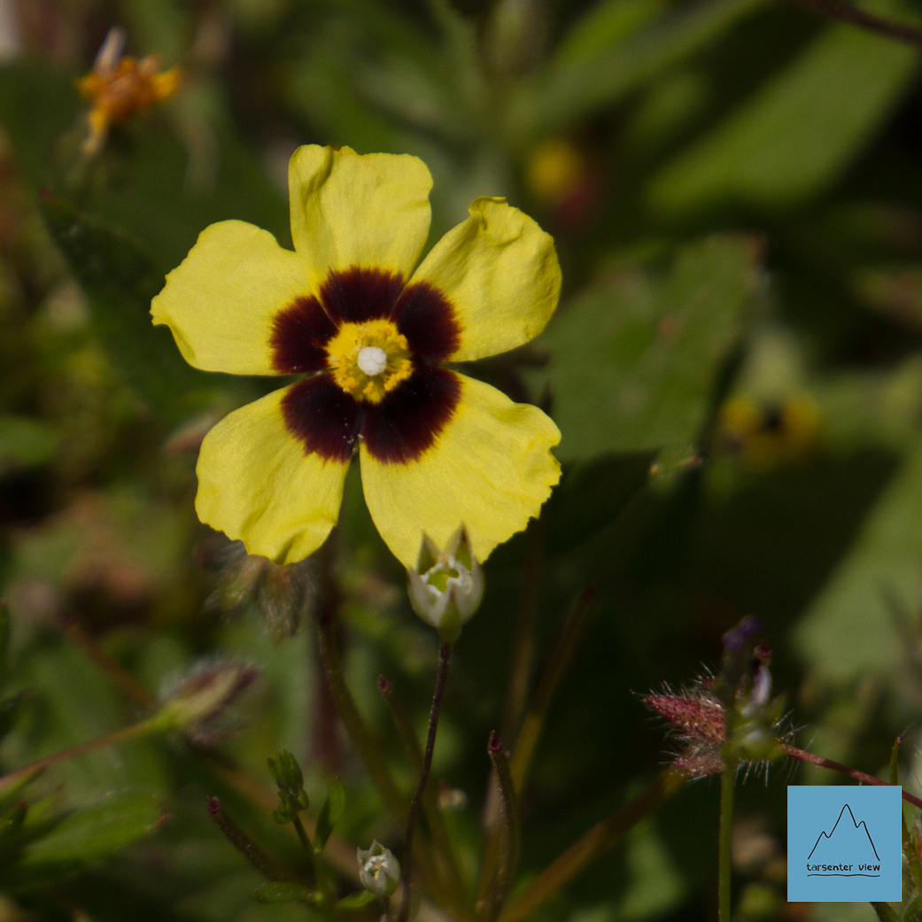 Spring Flowers on Andros, Cyclades - Andros Greek Islands Flora