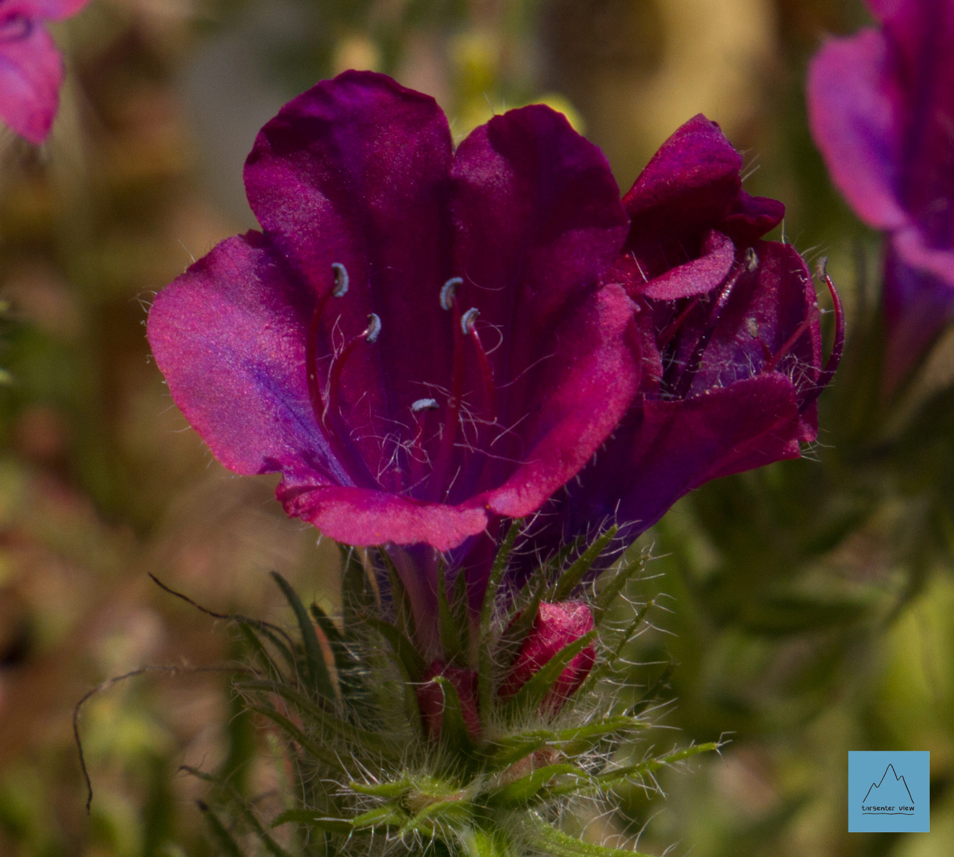 Spring Flowers on Andros, Cyclades - Andros Greek Islands Flora