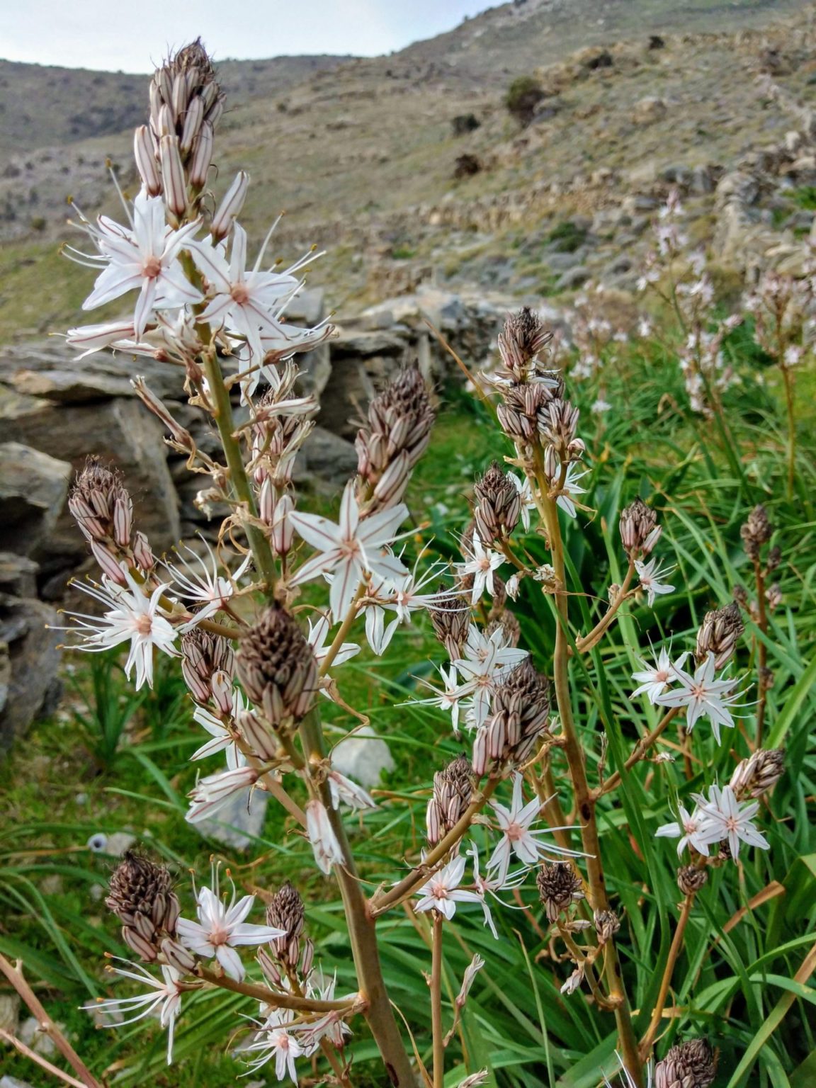 Asphodel - Greek Islands Travel Experiences
