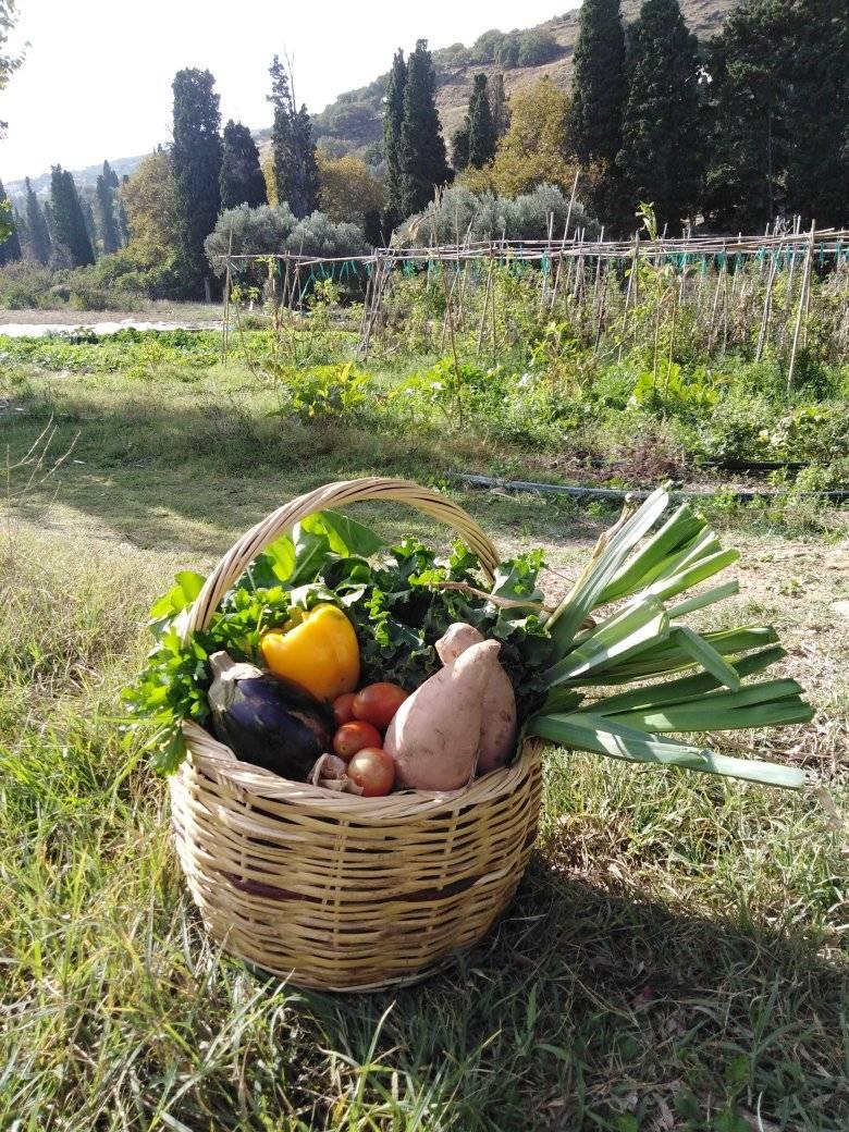 Organic Farm Visit - Andros Cyclades